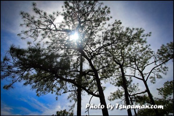 [ทริป] ครั้งแรกกับภูกระดึง 2 คืน 3 วัน พฤศจิกายน 2556 ตอนที่ 3 - TsupamaN.com